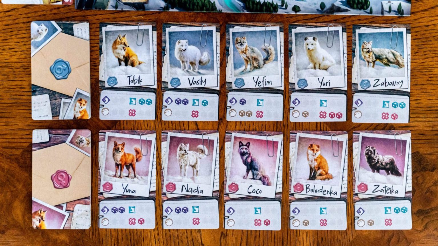 The Fox Experiment preview — breeding and domesticating foxes