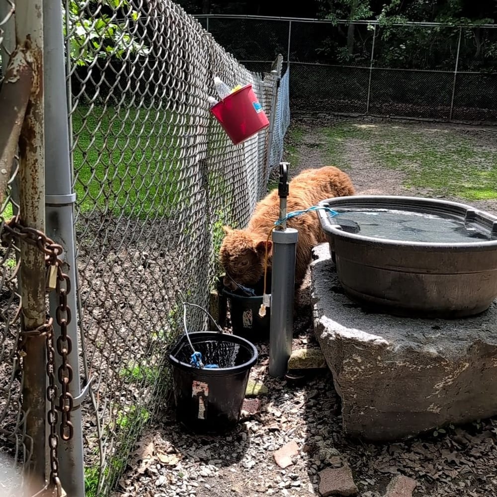 We Interview: Abe Train, creator of the hit Wordle-like Metazooa